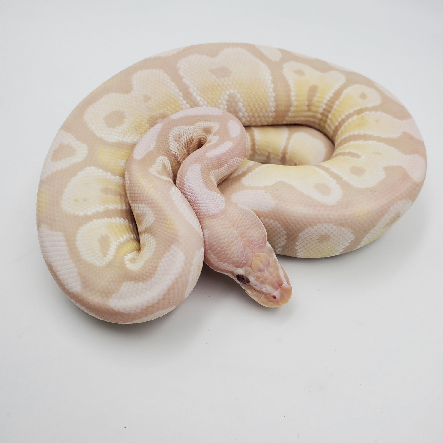 Lavender Snow Ball Python by BADD Reptiles - MorphMarket