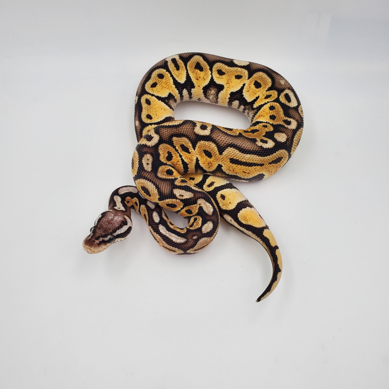Het Red Pastel Vanilla Ball Python by BADD Reptiles - MorphMarket