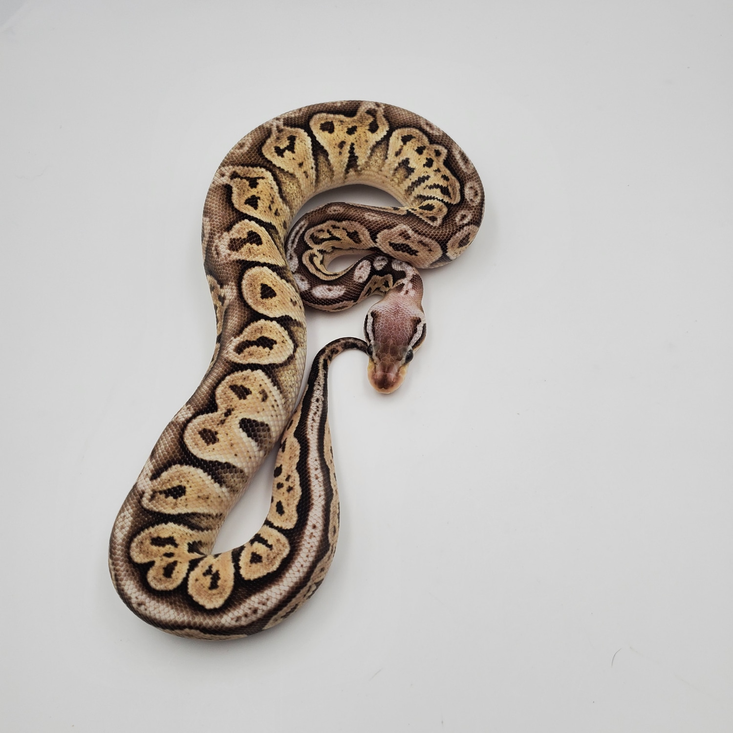Black Pewter Kp Vanilla Ball Python by BADD Reptiles - MorphMarket