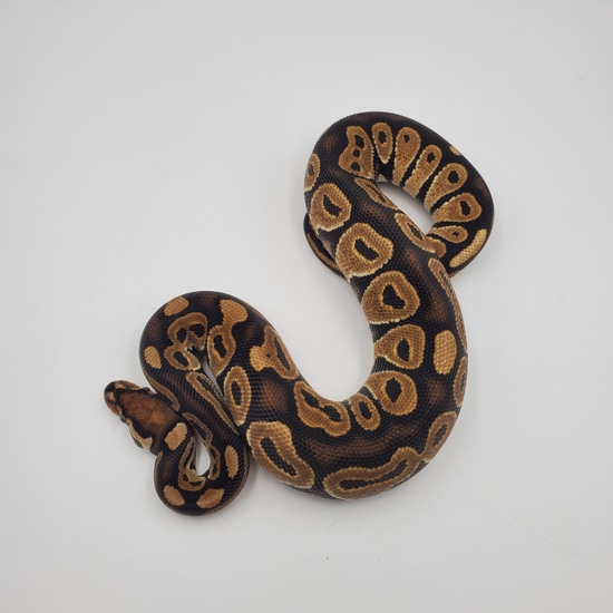 Het Red Vanilla Kp Ball Python by BADD Reptiles
