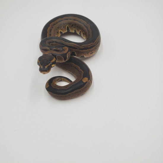 TRI-STRIPE Ball Python by BADD Reptiles