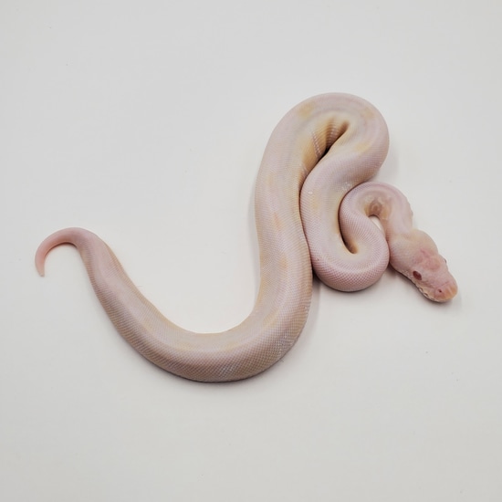 VPI SNOW Ball Python by BADD Reptiles