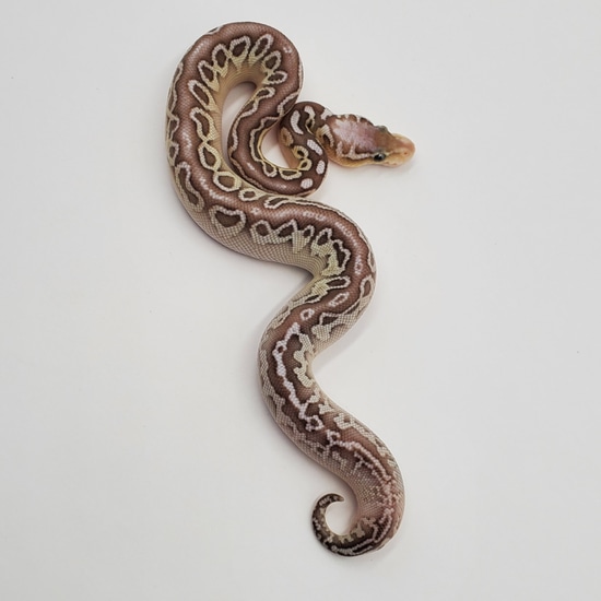 Red Axanthic Lesser Pastel Ball Python by BADD Reptiles