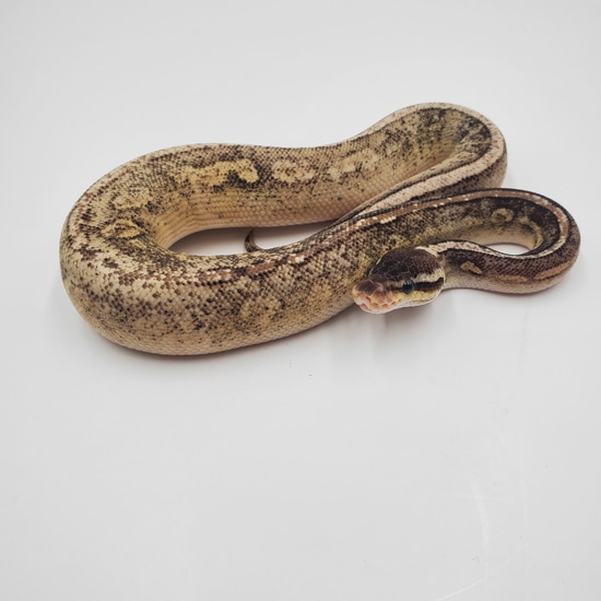 Pewter Sherg Yellow Belly Ball Python by BADD Reptiles