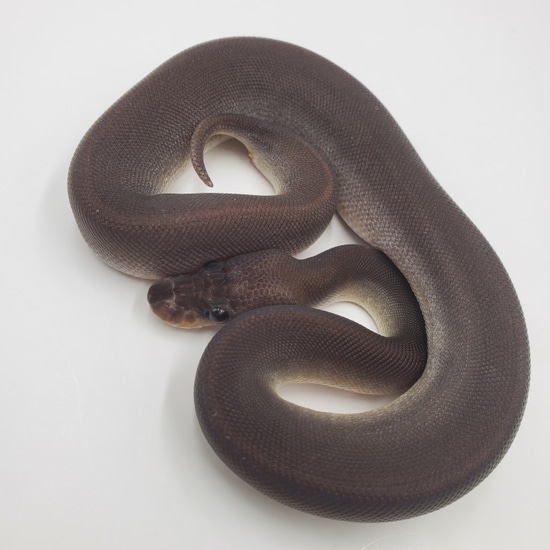 SUPER CINNAMON Het G Stripe Ball Python by BADD Reptiles
