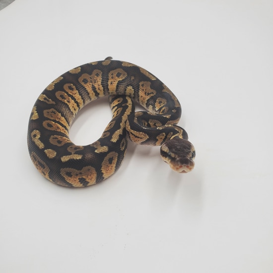 Mahogany Pastel Sable Ball Python by BADD Reptiles