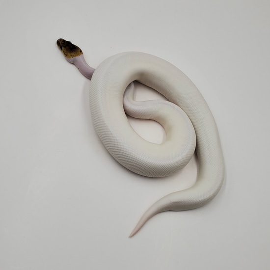 Pinstripe Spider Pied Ball Python by BADD Reptiles