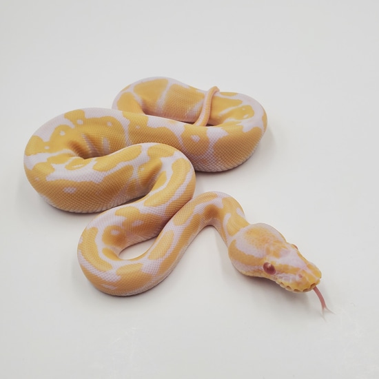 Albino Het Vpi Axanthic Ball Python by BADD Reptiles