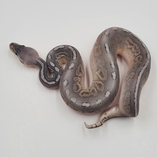 Hypo Pewter Lesser 50% Het G Stripe Ball Python by BADD Reptiles
