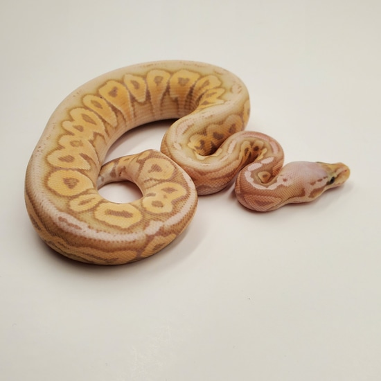 Pewter Banana Vanilla Ball Python by BADD Reptiles