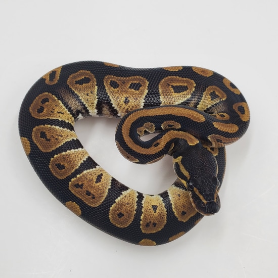 Black Head Het Vpi Axanthic Het Albino Ball Python by BADD Reptiles