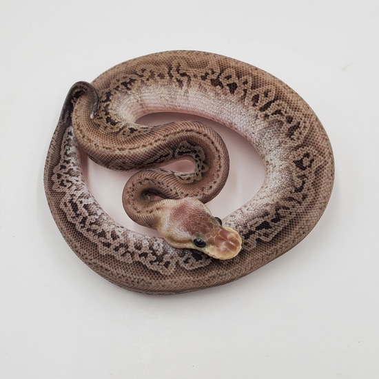 Black Onyx Pastel Ball Python by BADD Reptiles