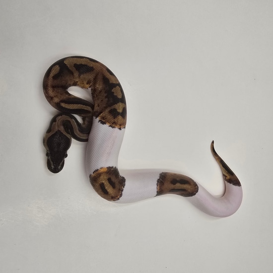 Pied 50% Het Ultramel Ball Python by BADD Reptiles