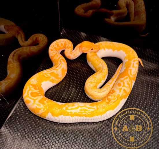 Albino Pied Burmese Python by Army Brigade Constrictors