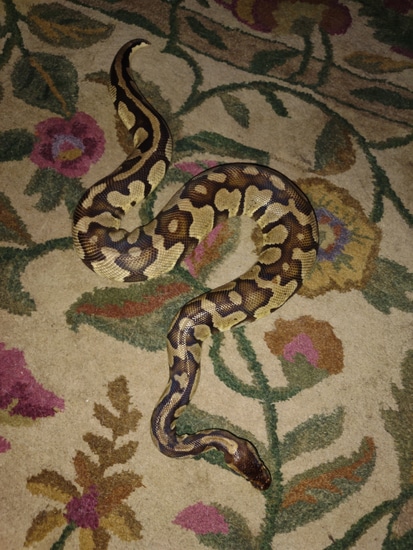 RTB: Enchi Ball Python by Light warrior reptiles