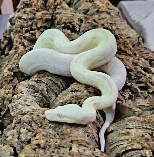 Moonglow Boa Constrictor by Crs boa's