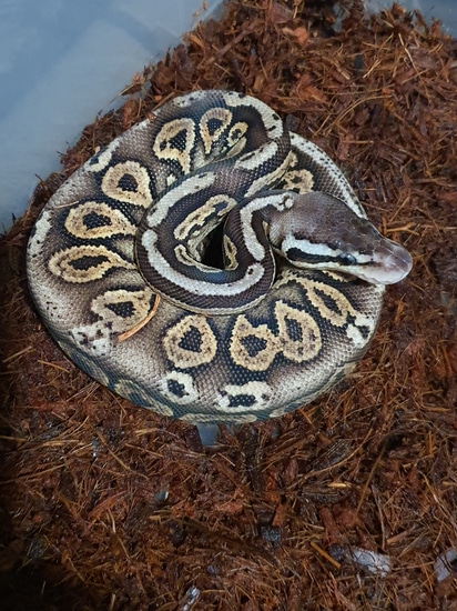 Pewter Belly Ball Python by Mousehold reptiles