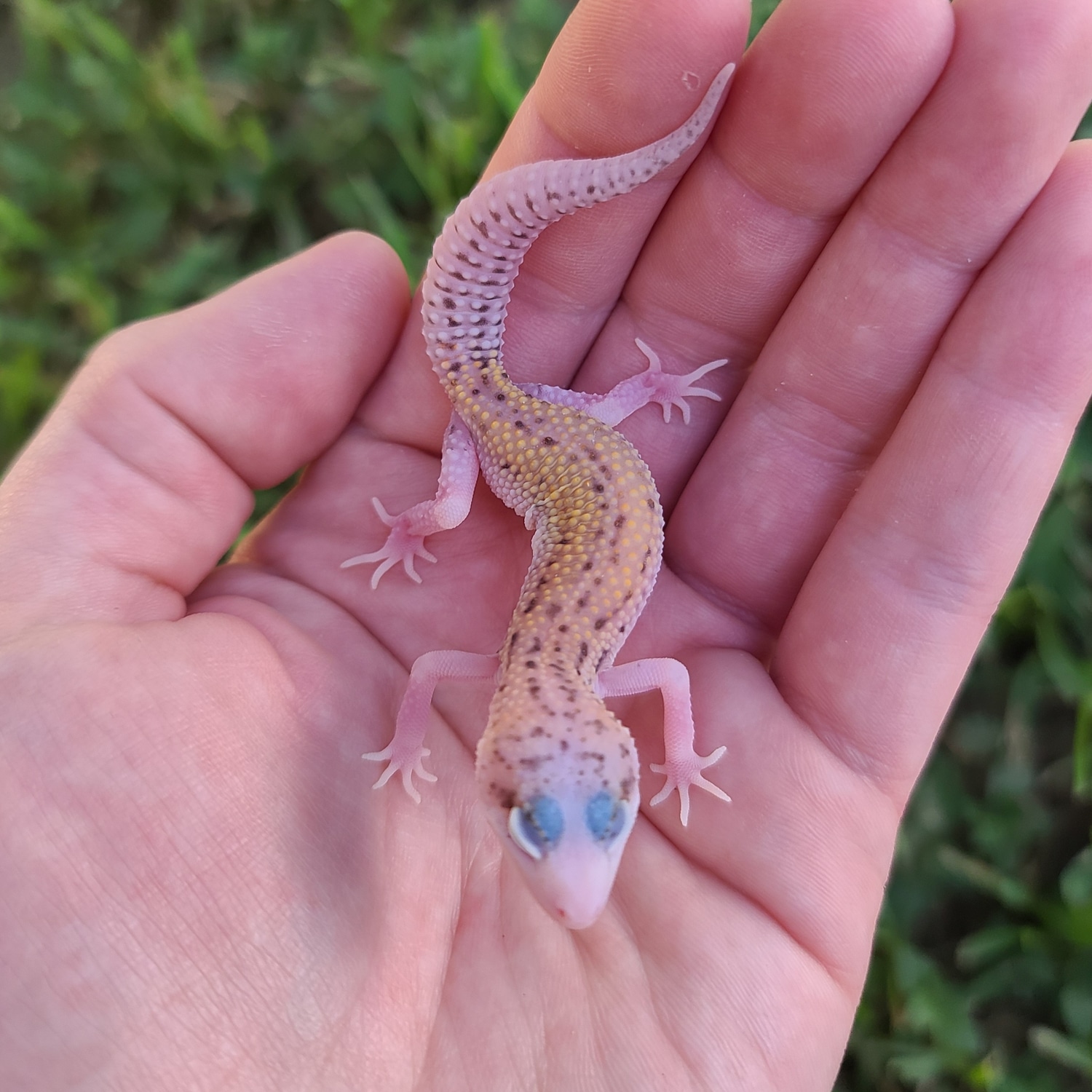 Spectacular Pied Snow Stripe Hyper Xanthic Eclipse Possible Het Tremper ...