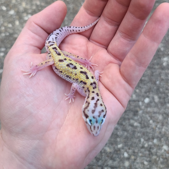 Snow Hyper Xanthic Het Raptor Leopard Gecko by Repsintx