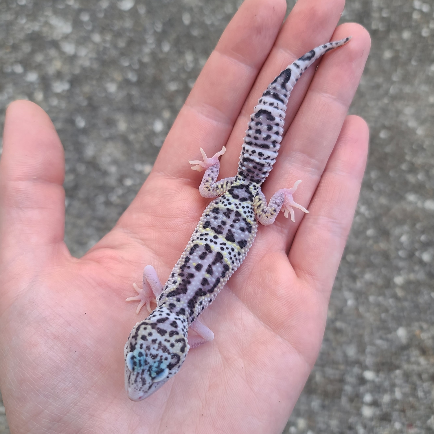 Snow Hyper Xanthic Eclipse Het Tremper Albino Leopard Gecko by Leopards ...