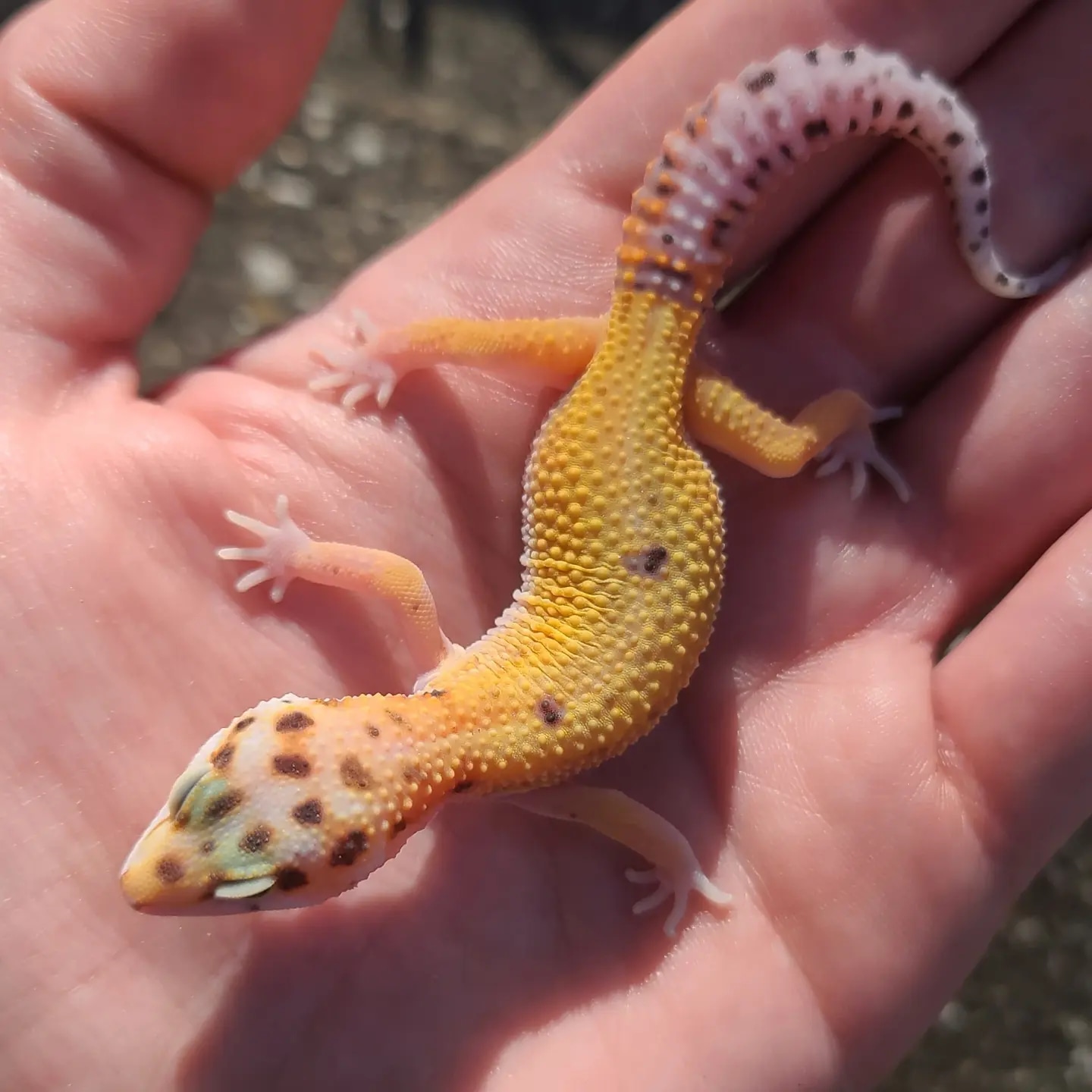 Tangerine Cross Het Raptor No.2 Leopard Gecko by Leopards In Texas ...