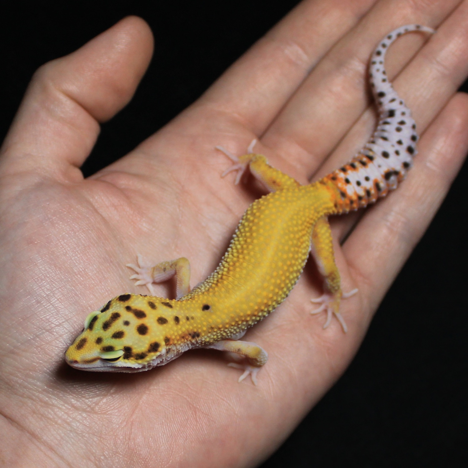 Tangerine Hyper Xanthic Het Raptor Leopard Gecko by Leopards In Texas ...