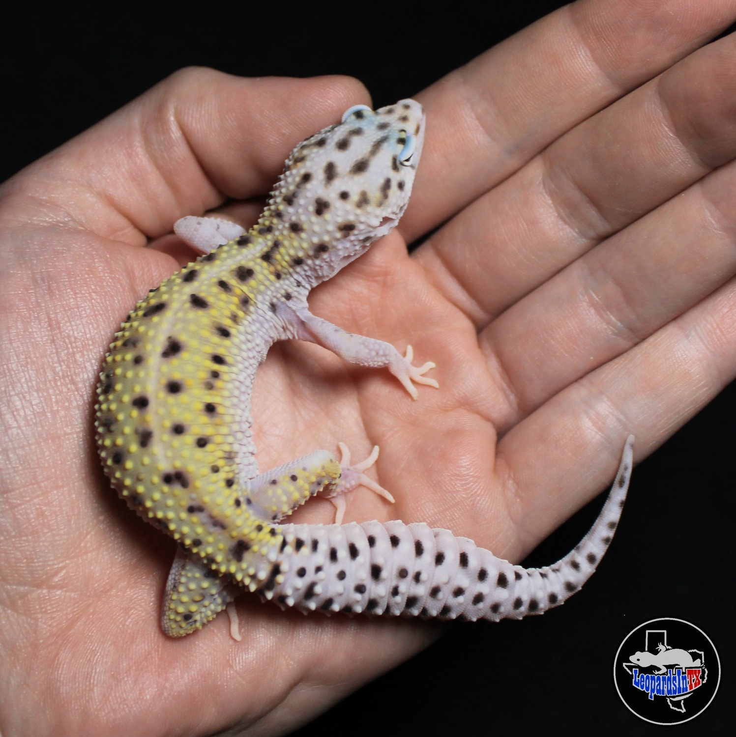 Snow Hyper Xanthic Het Raptor Leopard Gecko by Leopards In Texas ...