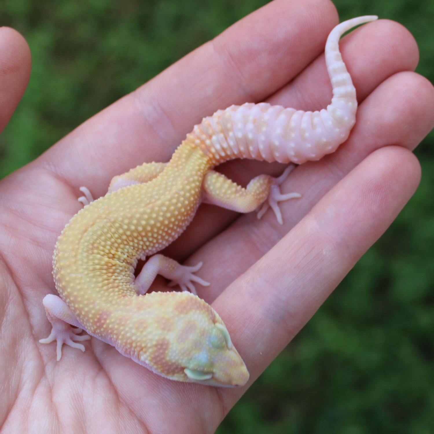 Tang Red Stripe Raptor Poss WY Leopard Gecko by Leopards In Texas ...