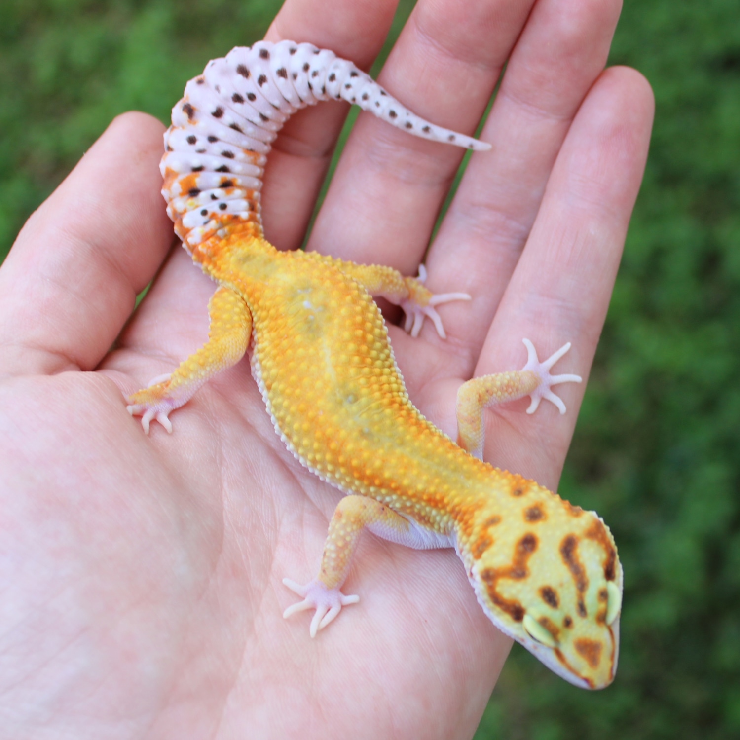 Bold Red Stripe Tangerine Het Raptor Leopard Gecko by Leopards In Texas ...