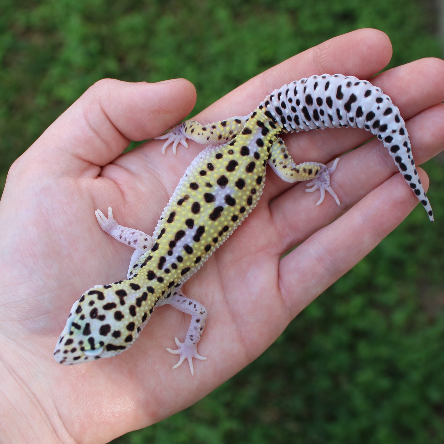 Reverse Stripe Snow Hyper Xanthic Lavender Het Raptor Leopard Gecko by ...