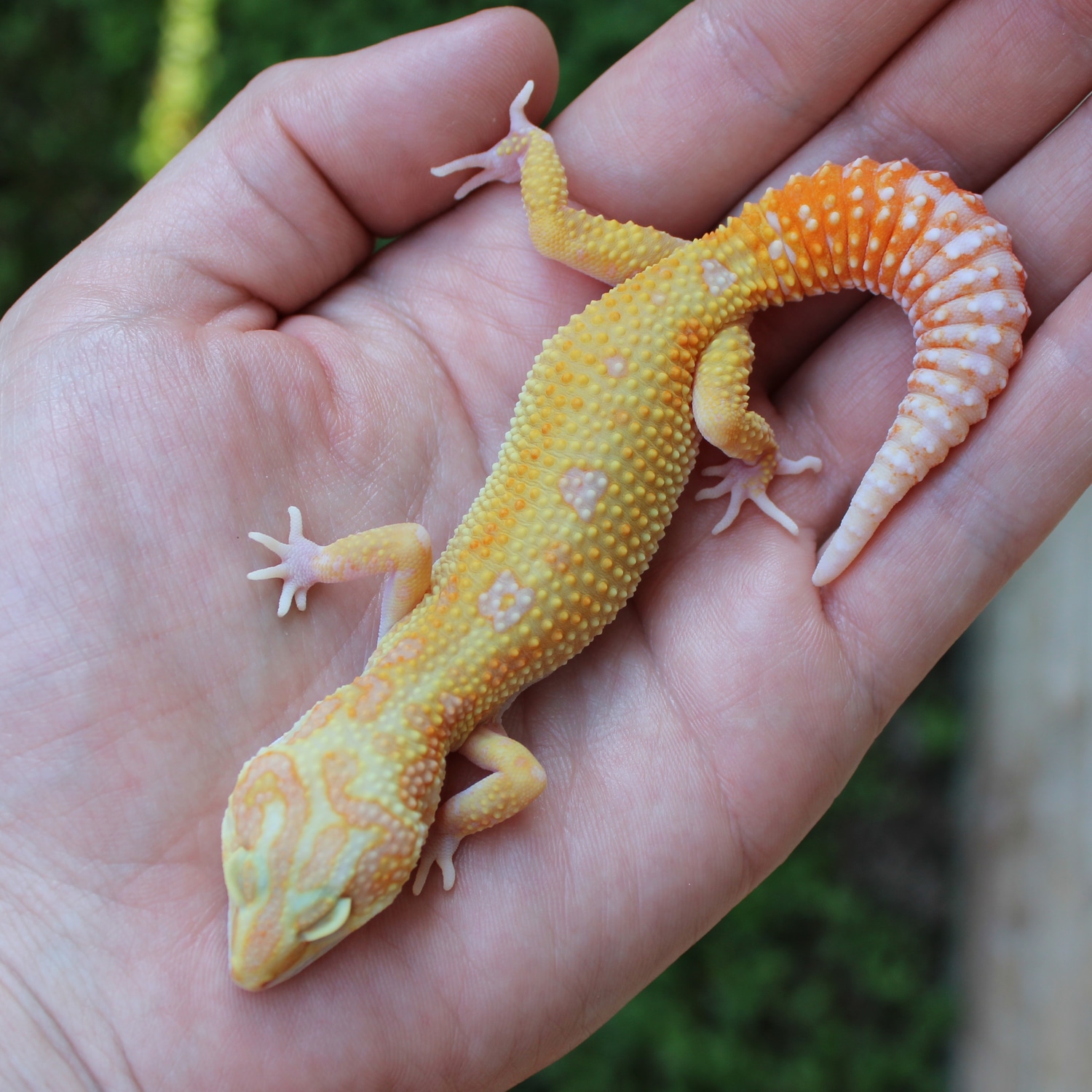 Bold Red Stripe Tangerine Probable Raptor Leopard Gecko by Leopards In ...