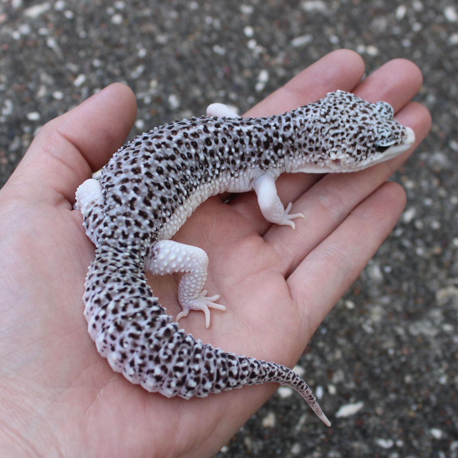 Black Night Super Snow Eclipse Ph Tremper Leopard Gecko by Leopards In ...