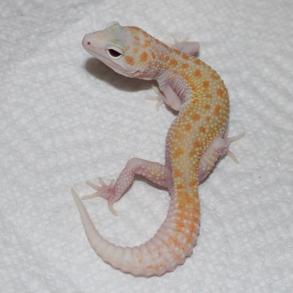 WY Snow Red Stripe Raptor Leopard Gecko by Leopards In Texas - MorphMarket