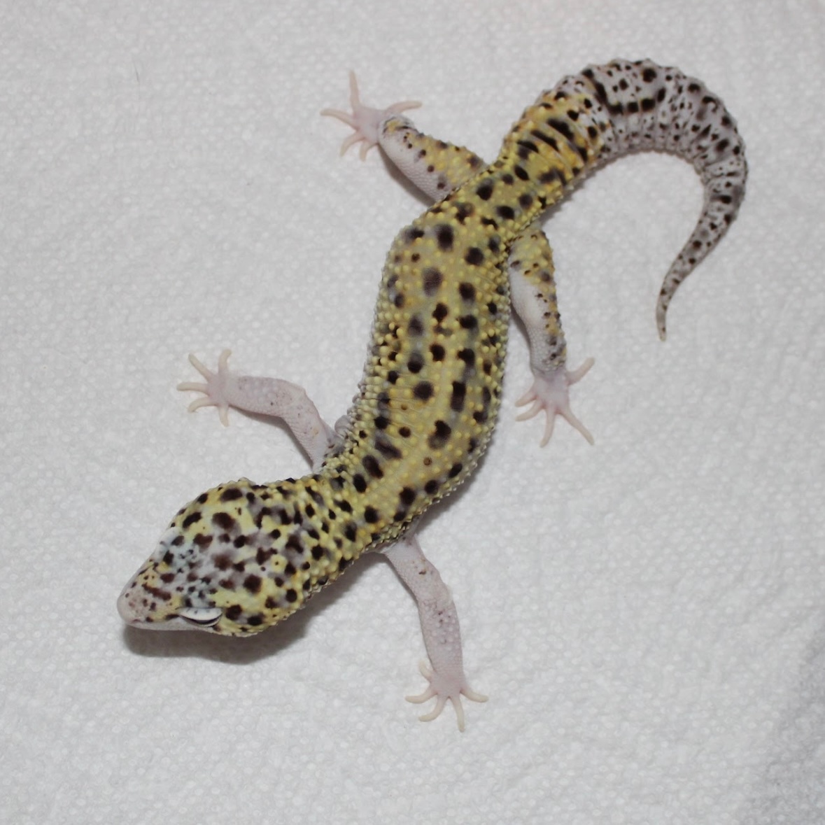 Snow Hyper Xanthic Eclipse Leopard Gecko by Leopards In Texas - MorphMarket