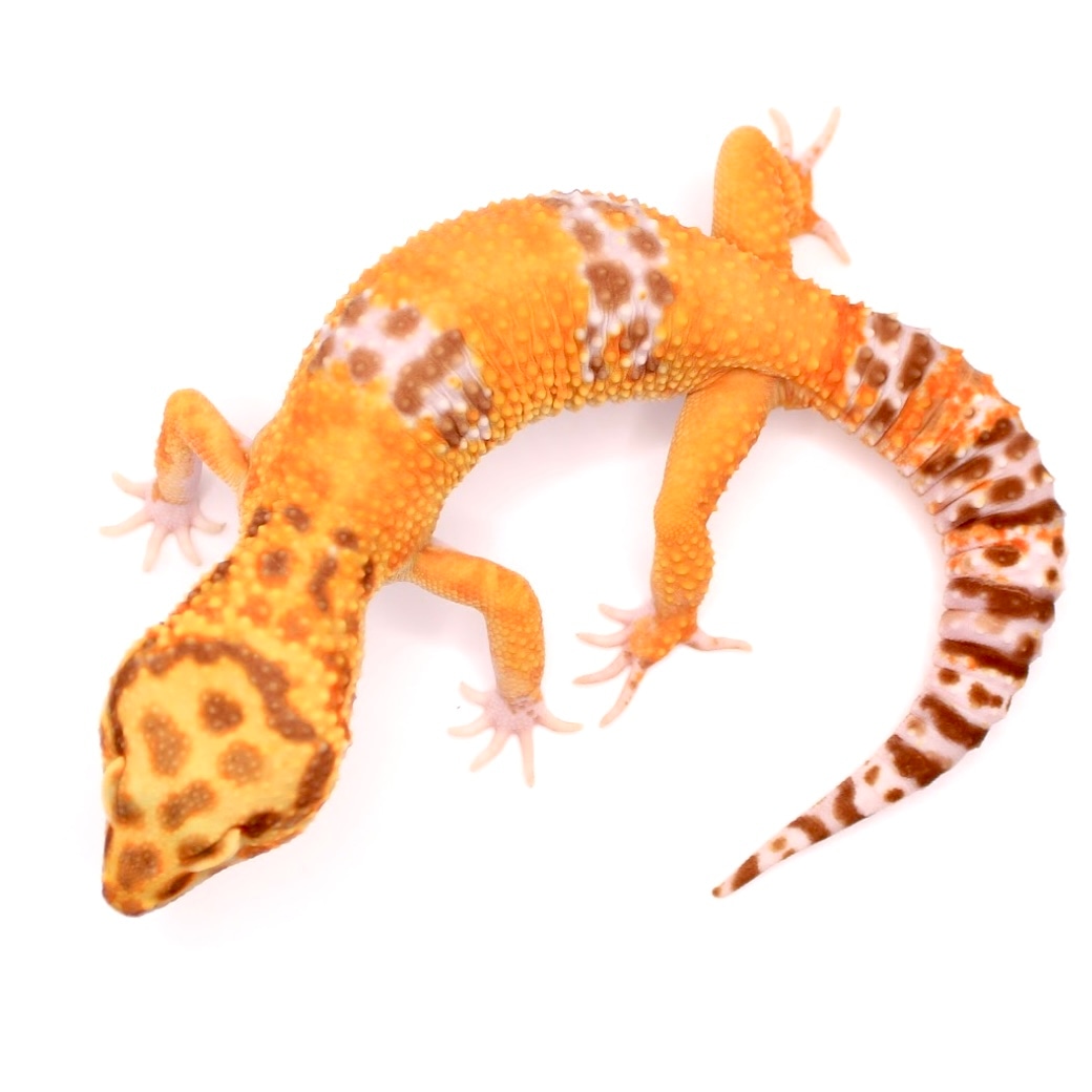 Blood Tremper Leopard Gecko by Leopards In Texas - MorphMarket