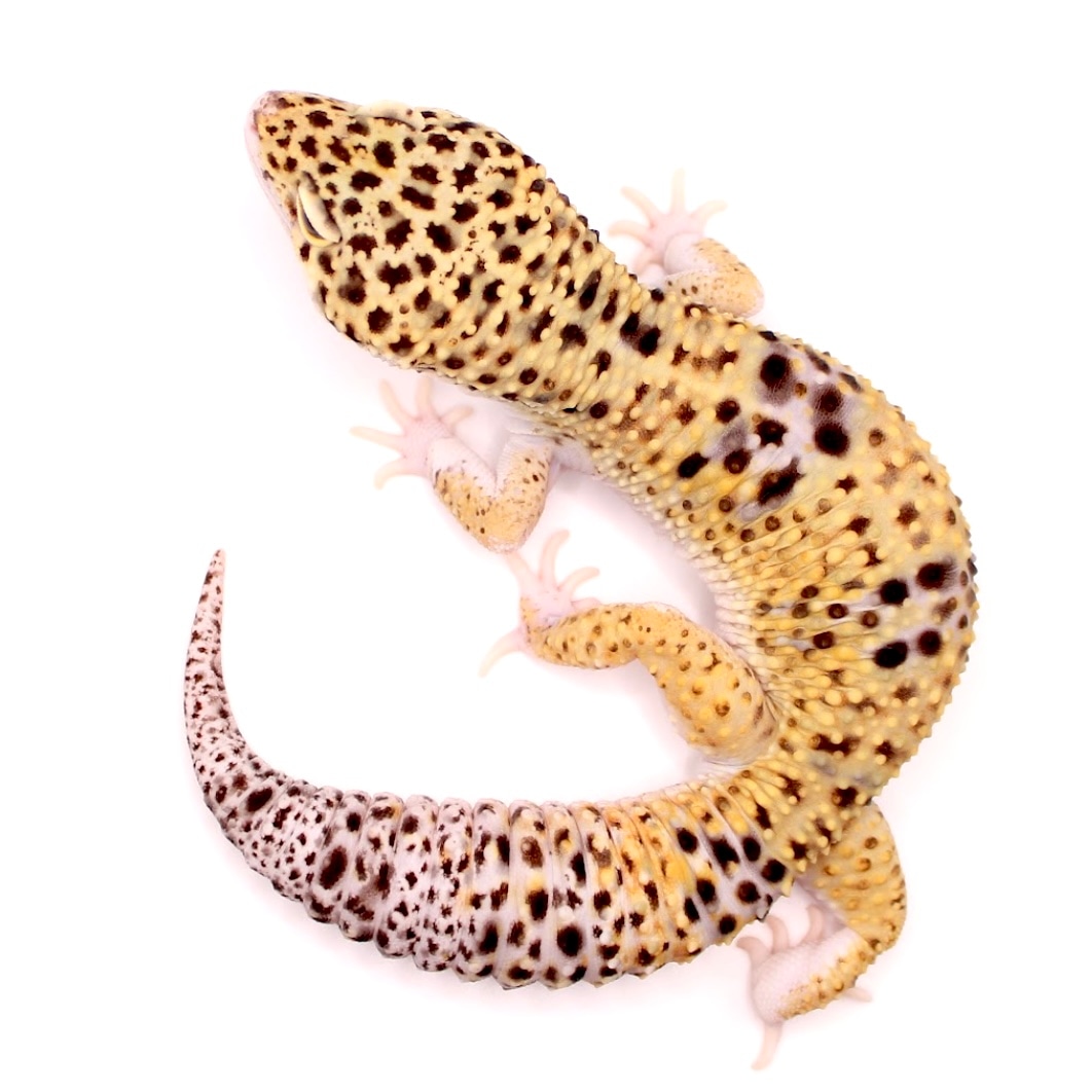 Snow Hyper Xanthic Eclipse Leopard Gecko by Leopards In Texas - MorphMarket