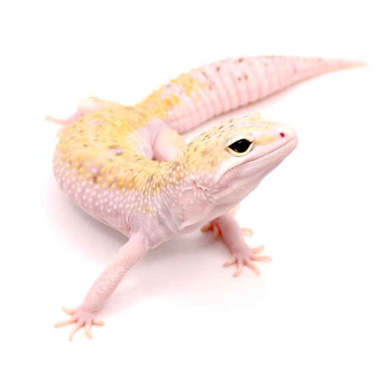 Snow WY Hyper Xanthic Eclipse Leopard Gecko by Leosintx