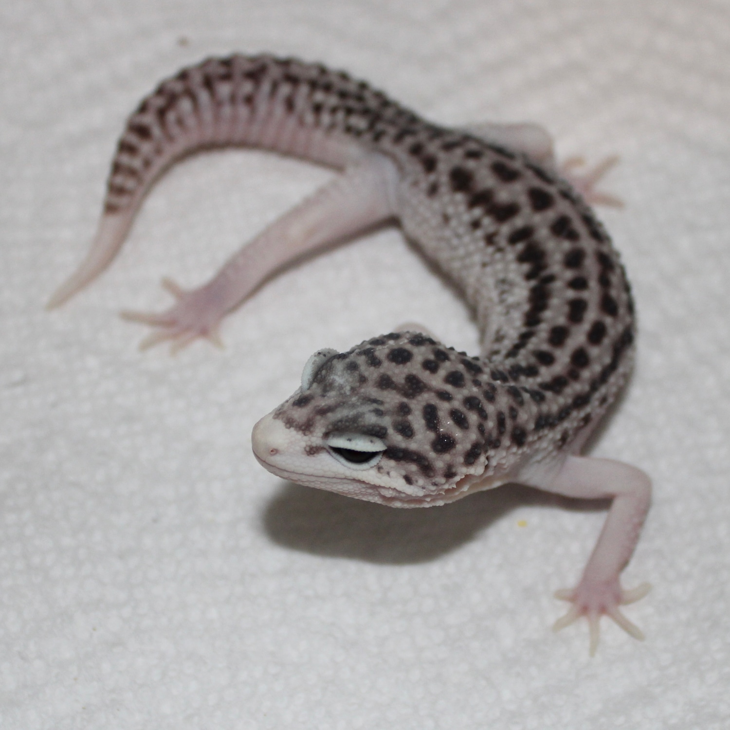 Hyper Xanthic Pied Galaxy Leopard Gecko by Leopards In Texas - MorphMarket
