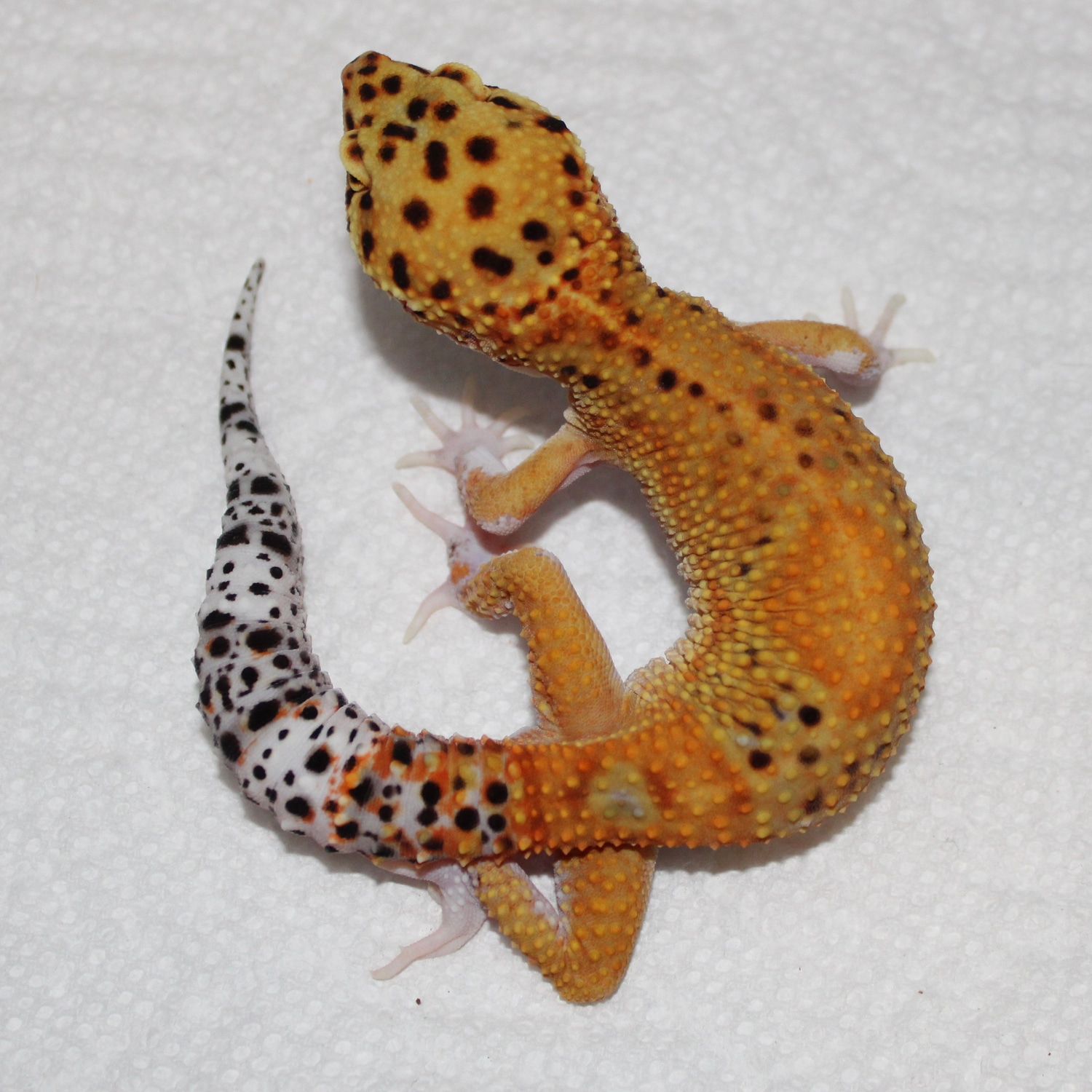 Blood Eclipse Het Tremper Leopard Gecko by Leopards In Texas - MorphMarket