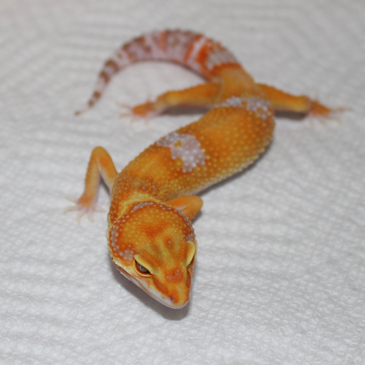 Blood Tremper Leopard Gecko by Leopards In Texas - MorphMarket