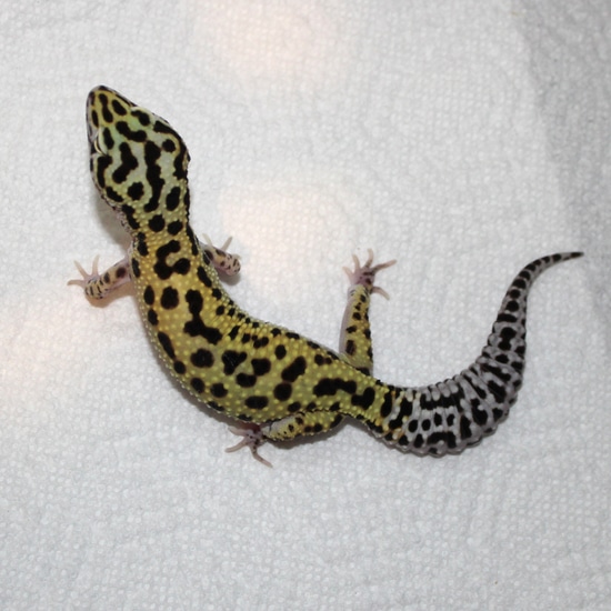 Snow Hyper Xanthic Bold Het Raptor *Ready To Pair* Leopard Gecko by ...