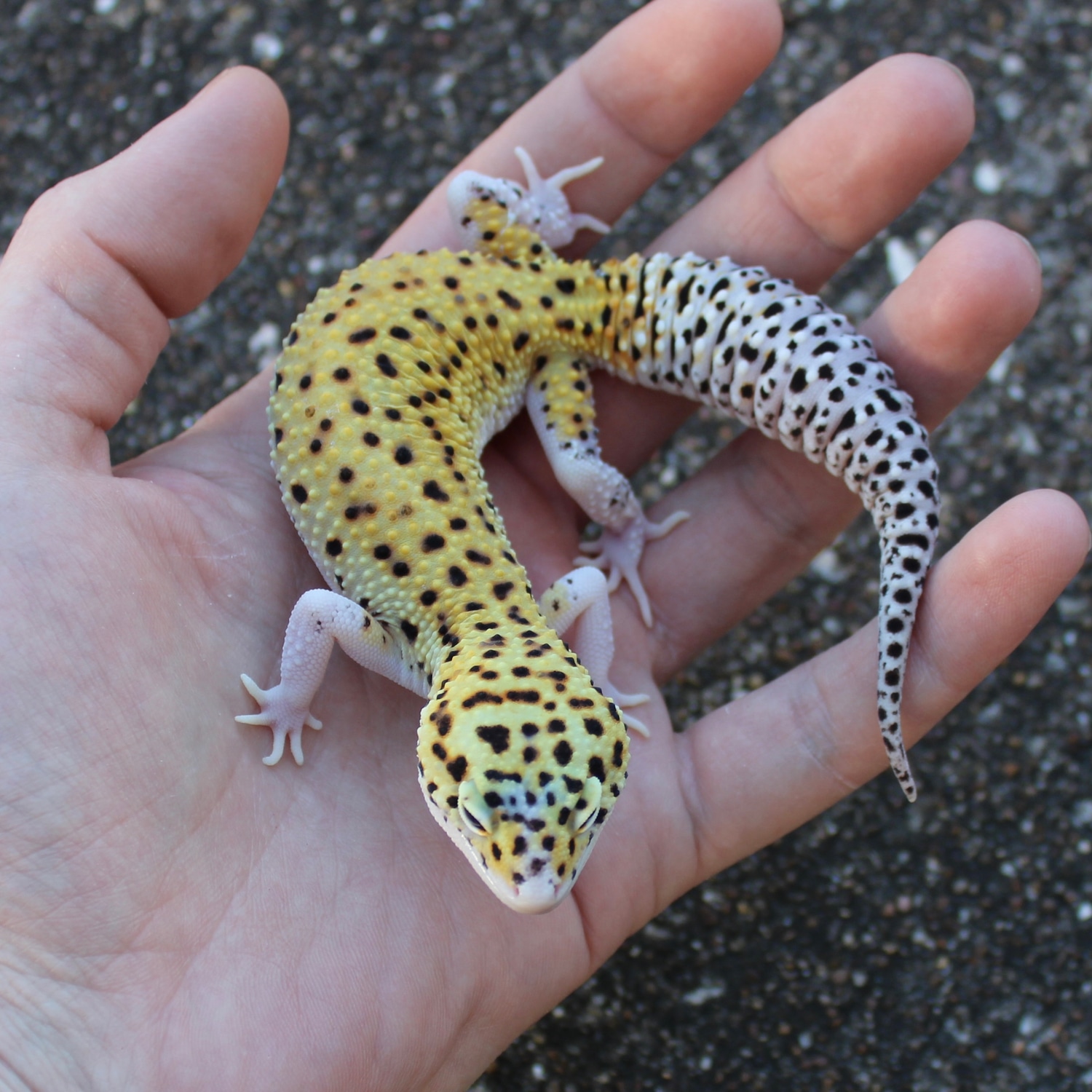 Snow Hyper Xanthic Eclipse Leopard Gecko by Leopards In Texas - MorphMarket