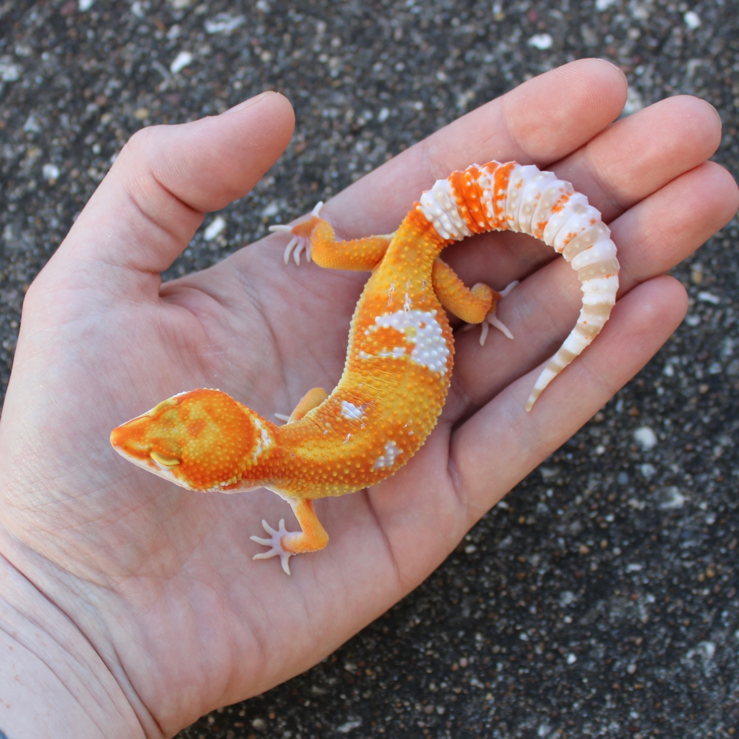 Blood Tremper Leopard Gecko by Leopards In Texas - MorphMarket