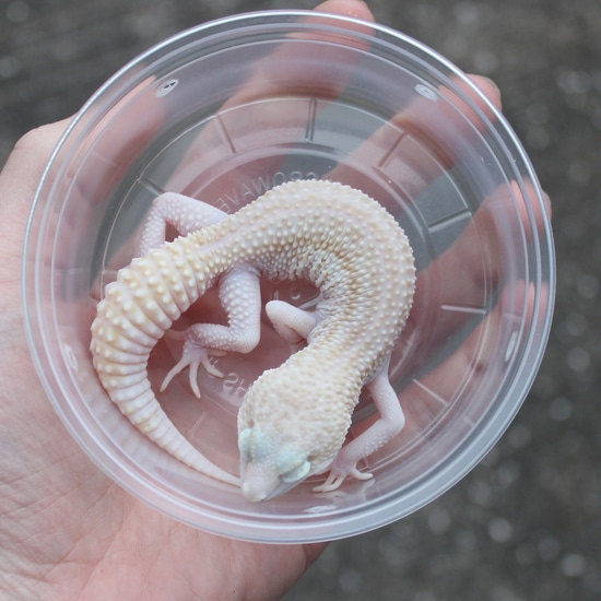Hyper Xanthic Pied Super Raptor Leopard Gecko by Leosintx