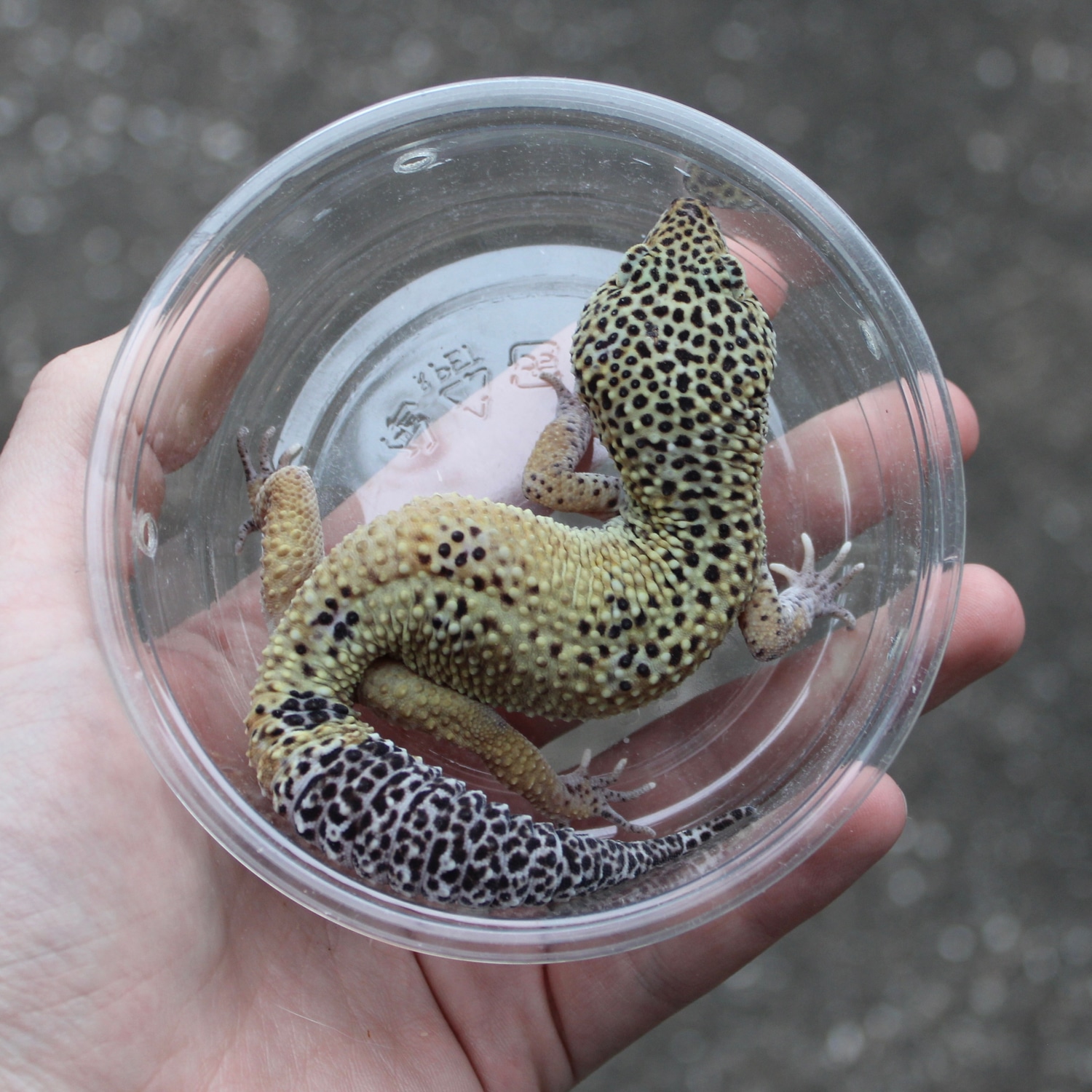 Snow Black Night Het Eclipse Leopard Gecko by Leopards In Texas ...