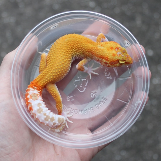 Blood Raptor (Ready To Pair) Leopard Gecko by Repsintx