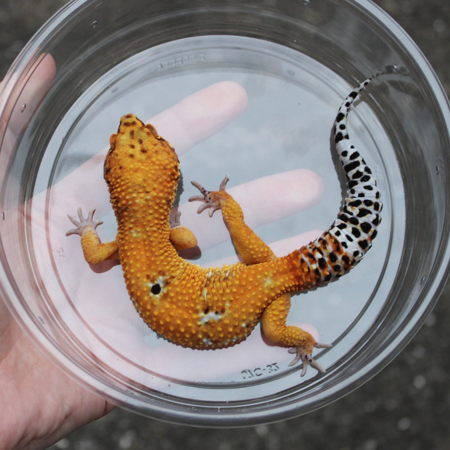 Blood Het Raptor Leopard Gecko by Leopards In Texas - MorphMarket