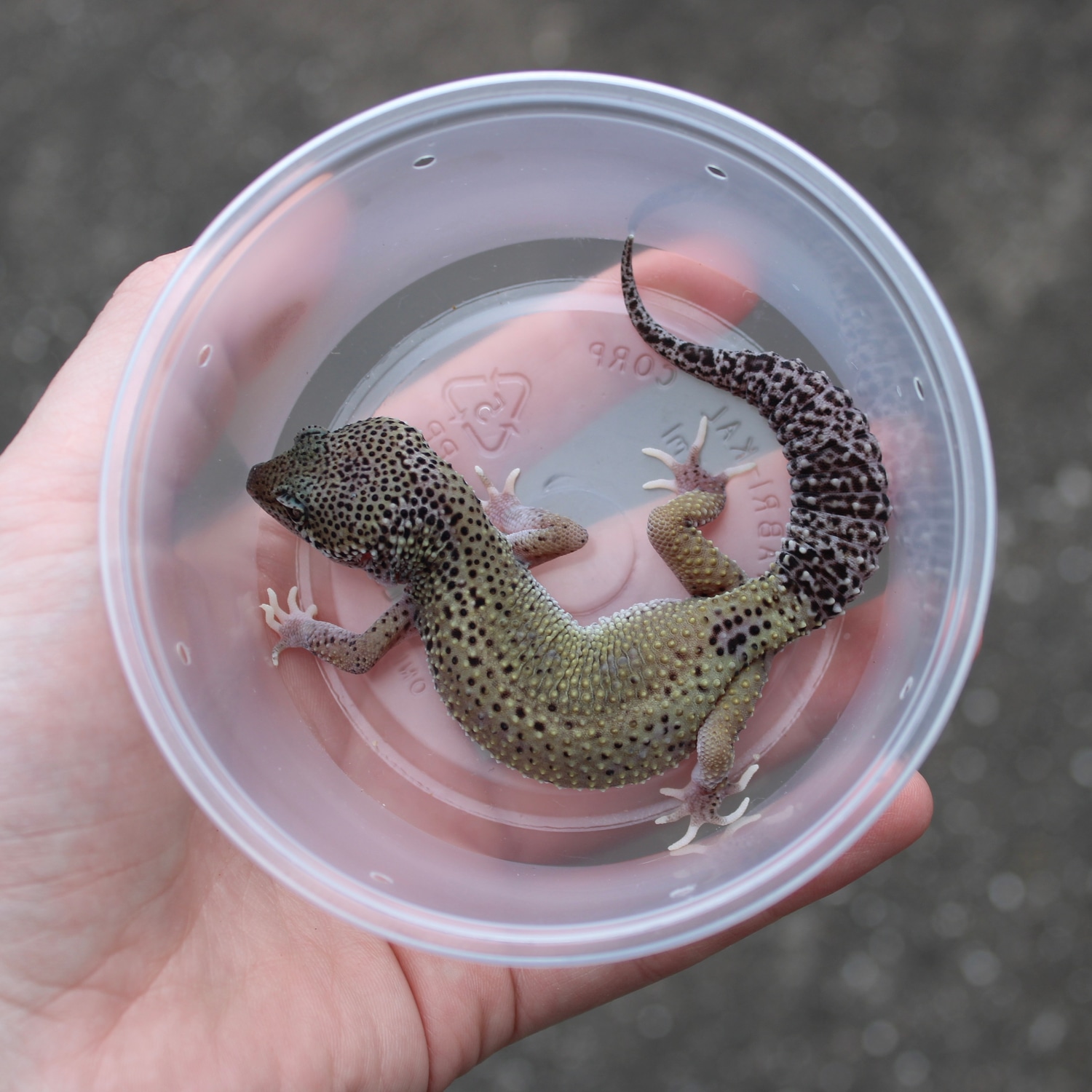 Snow Black Night Eclipse Leopard Gecko by Leopards In Texas - MorphMarket