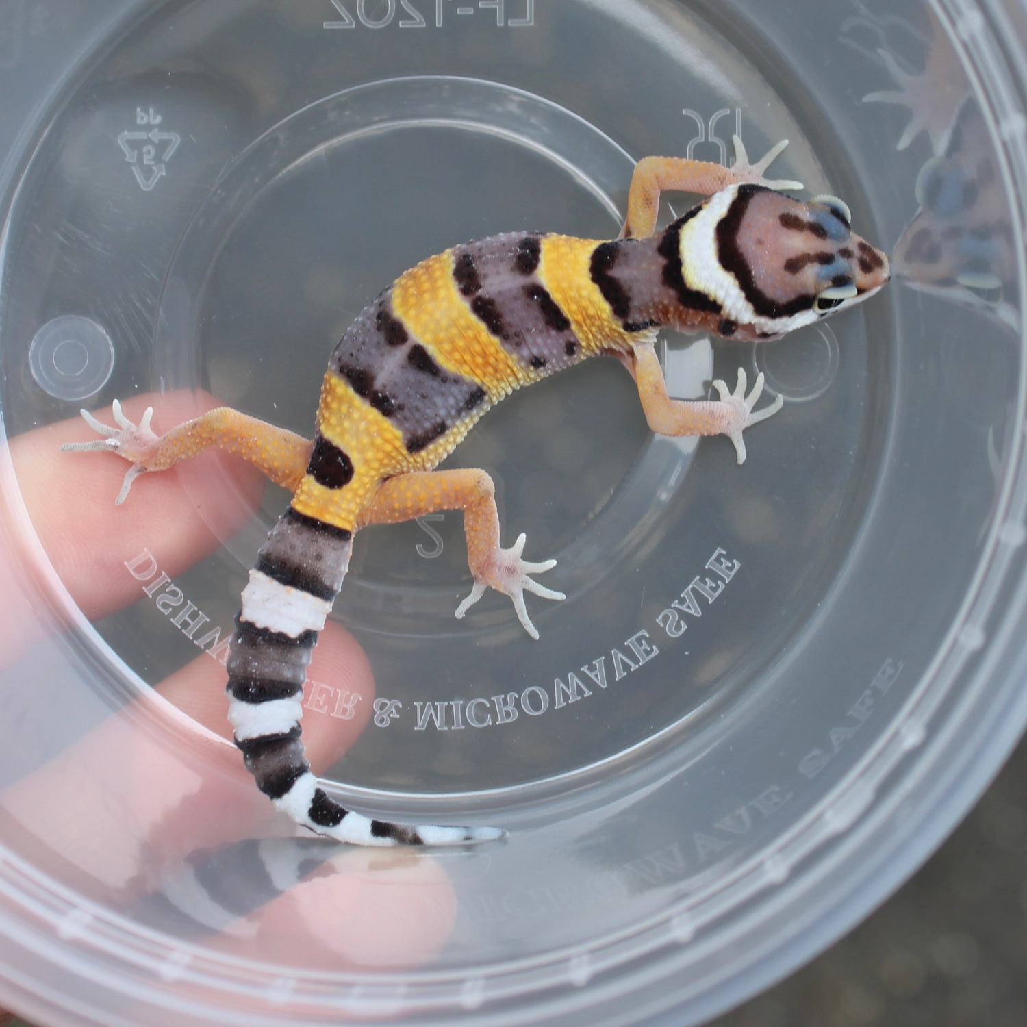 TSF Dark Blood X Halloween (Pure Lines) Leopard Gecko by Leopards In ...