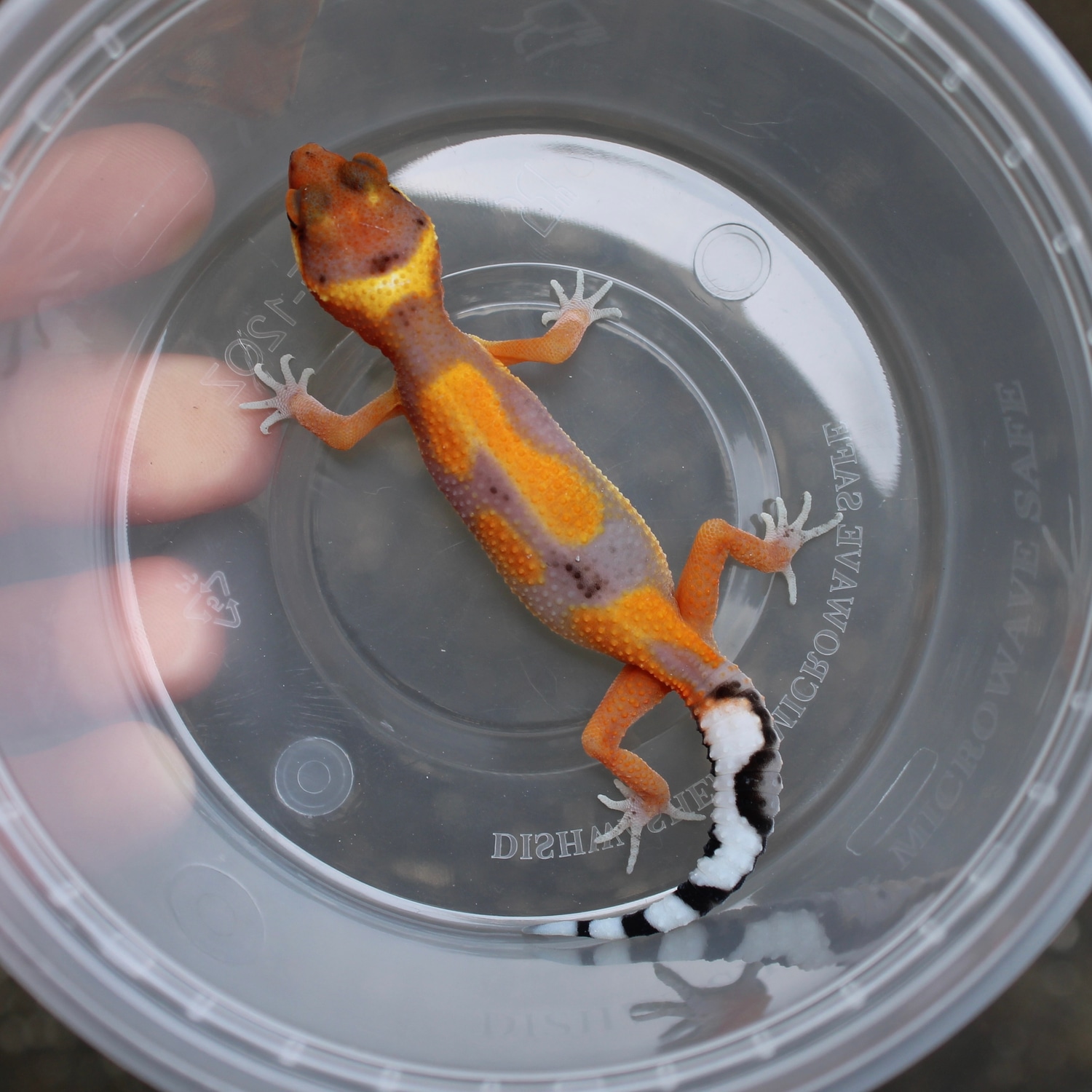 TSF Blood X (Blood X Skittles) Leopard Gecko by Leopards In Texas ...
